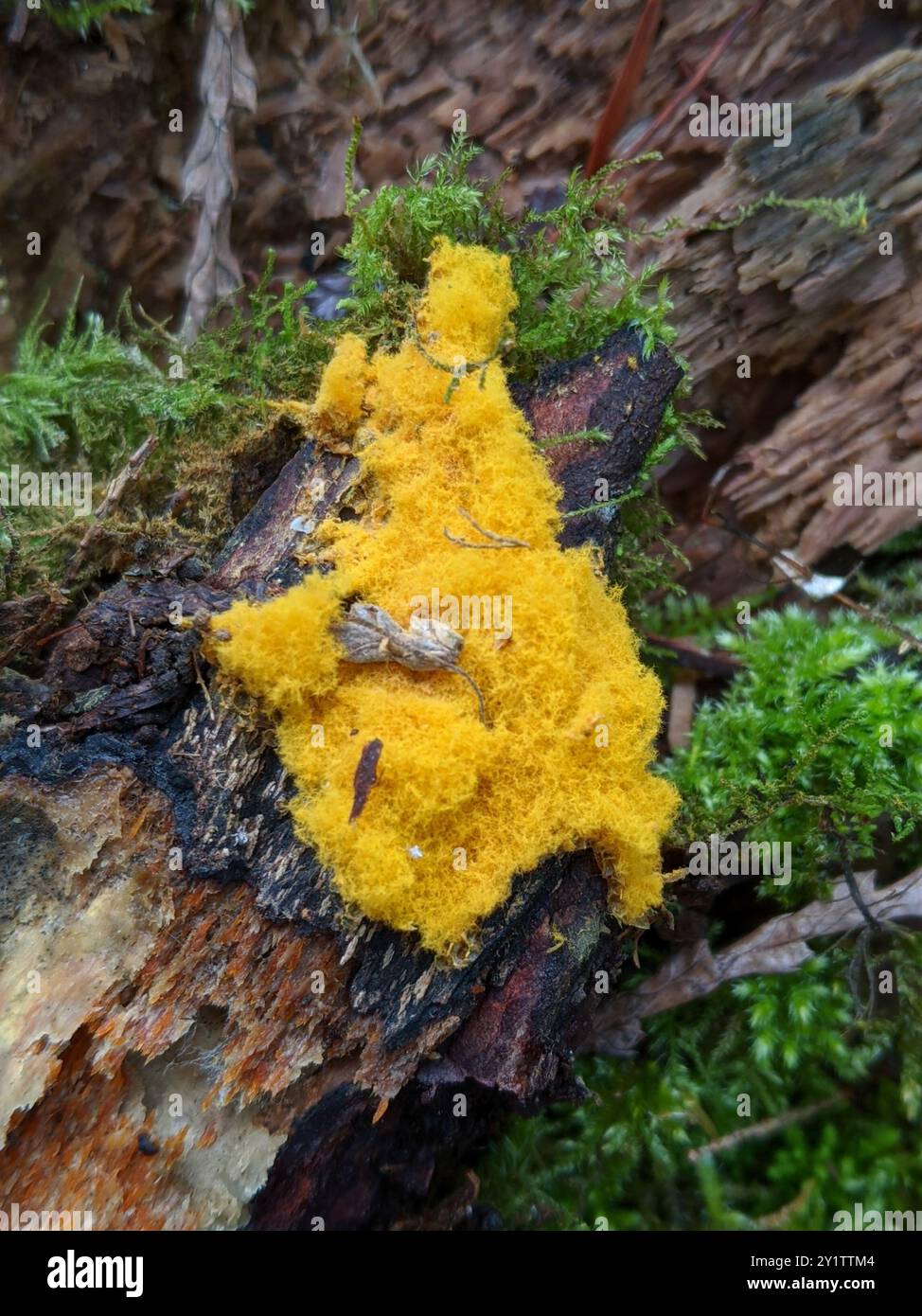 True slime molds hi-res stock photography and images - Alamy
