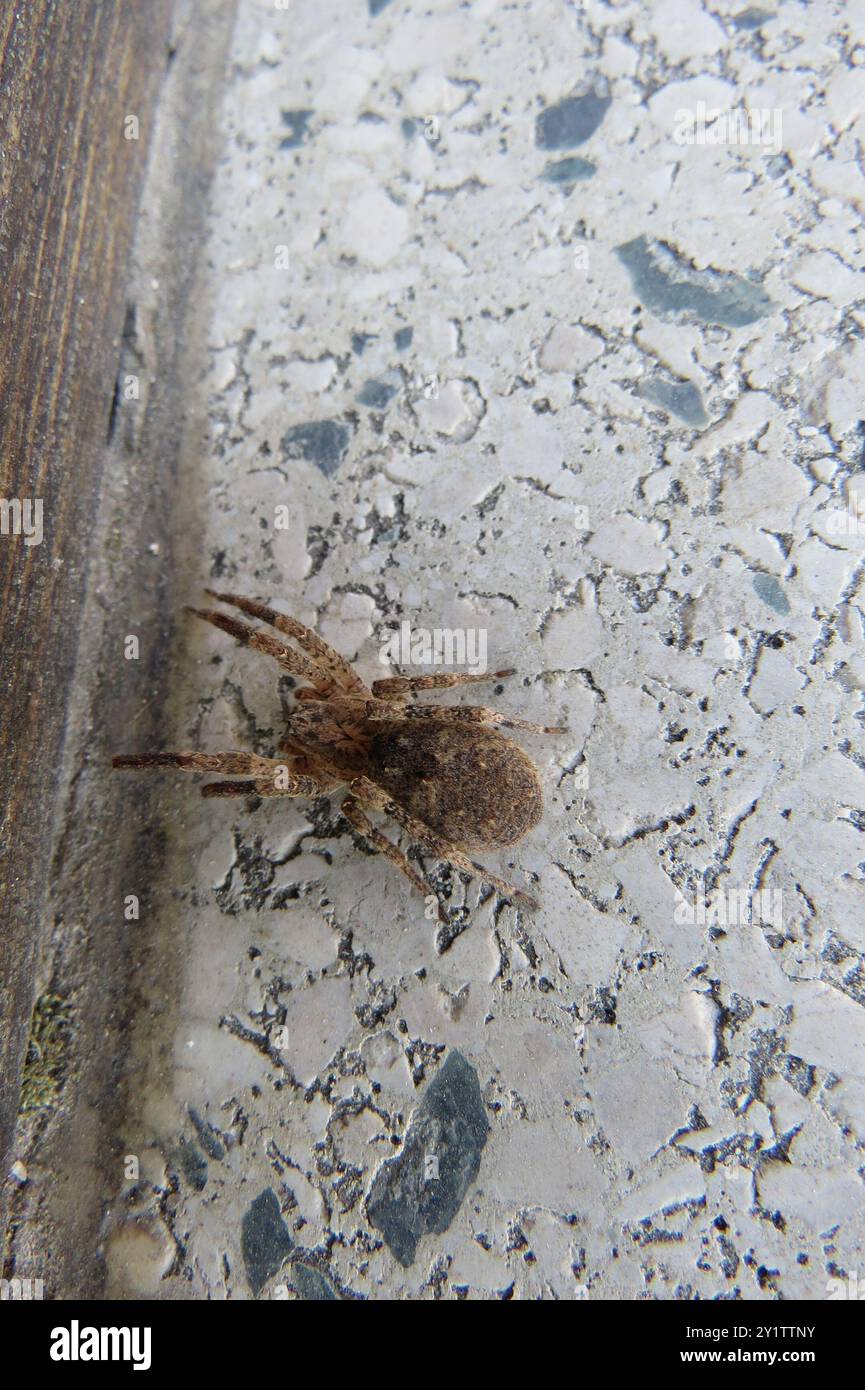Mediterranean Spiny False Wolf Spider (Zoropsis spinimana) Arachnida ...
