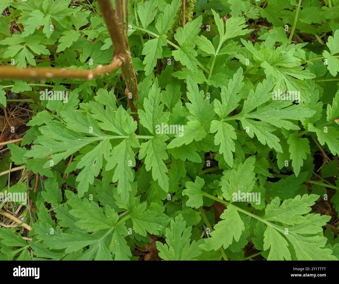 Welsh Poppy (Papaver cambricum) Plantae Stock Photo - Alamy