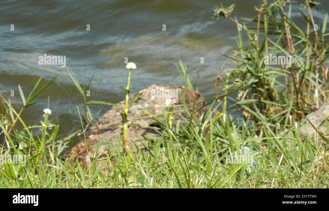 Alligatorweed (Alternanthera philoxeroides) Plantae Stock Photo - Alamy
