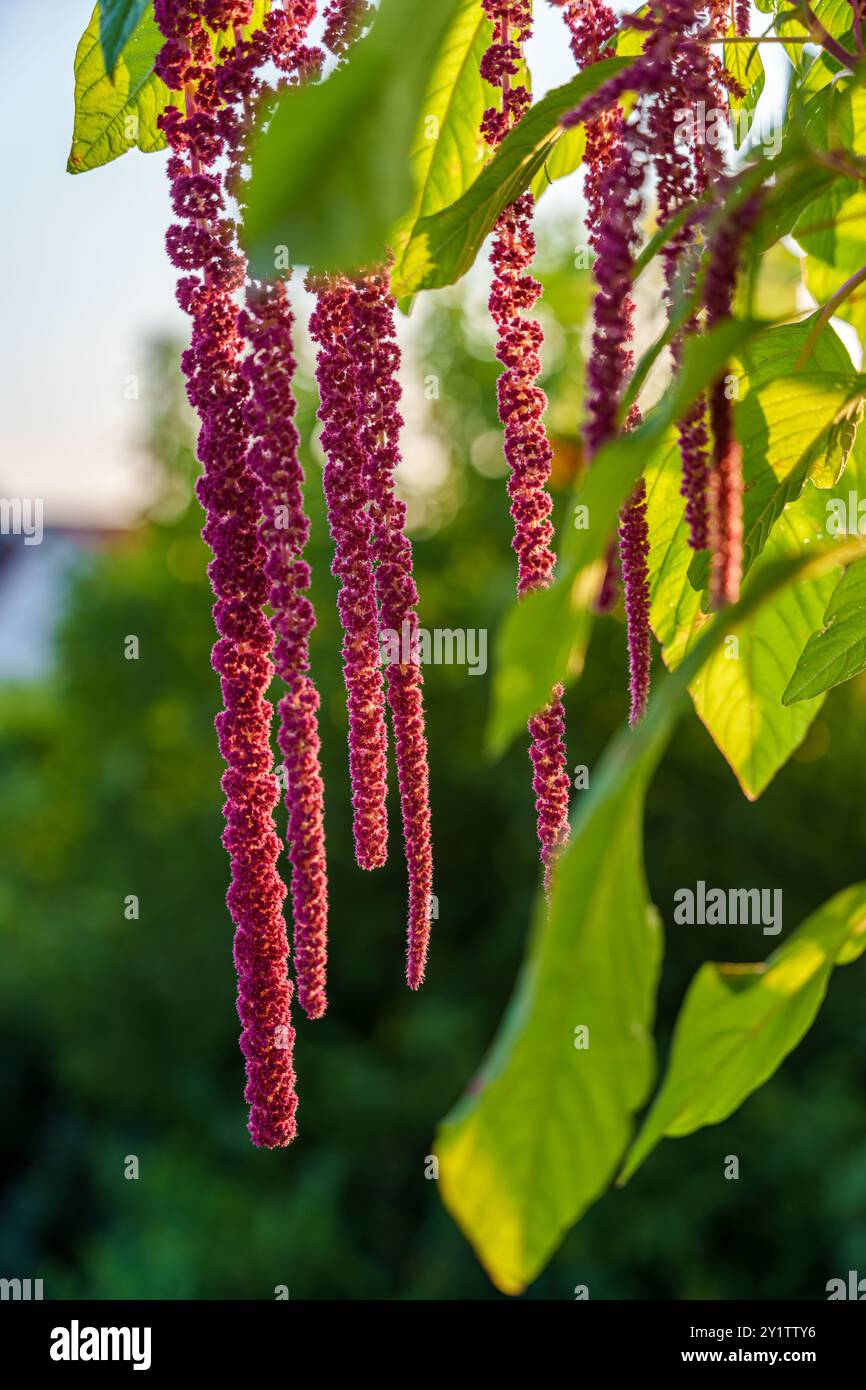 Amaranth flowers bloom beautifully against a lush green backdrop ...