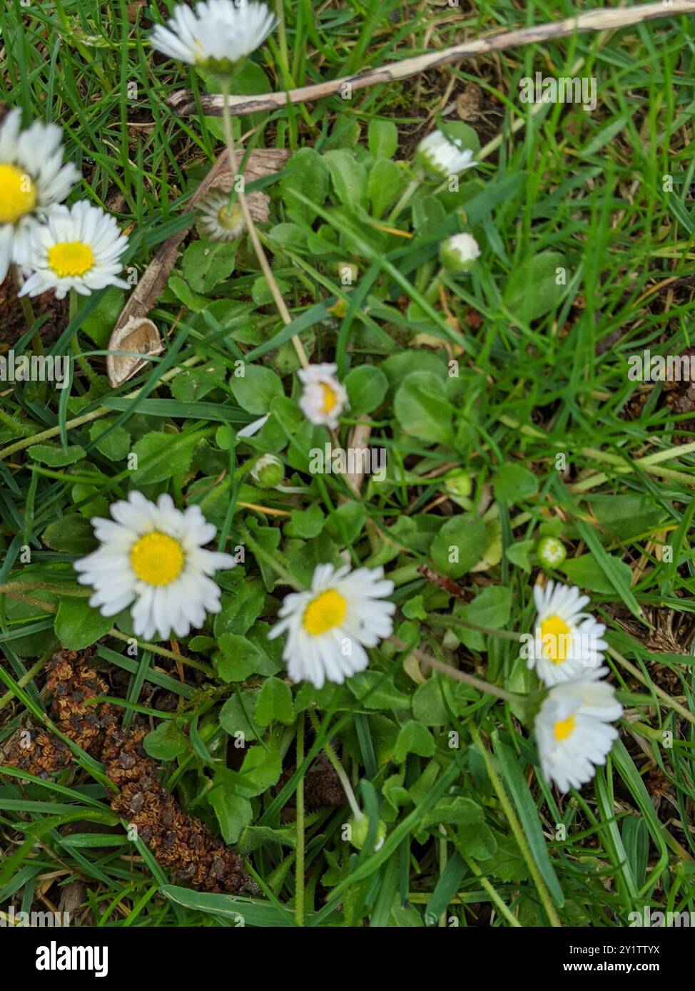 Lawn daisy (Bellis perennis) Plantae Stock Photo - Alamy