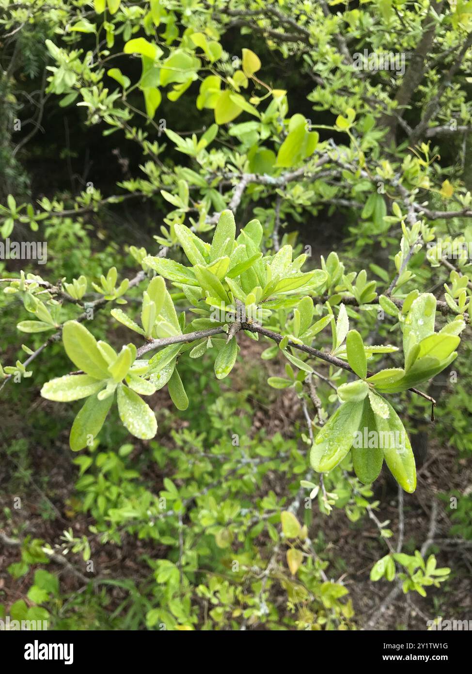 Gum bumelia (Sideroxylon lanuginosum) Plantae Stock Photo - Alamy