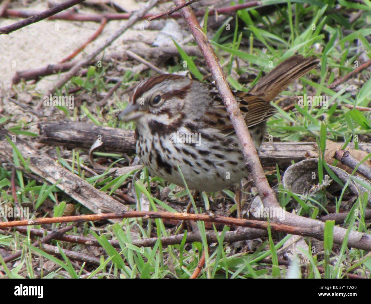 Song Sparrow (Melospiza melodia) Aves Stock Photo - Alamy