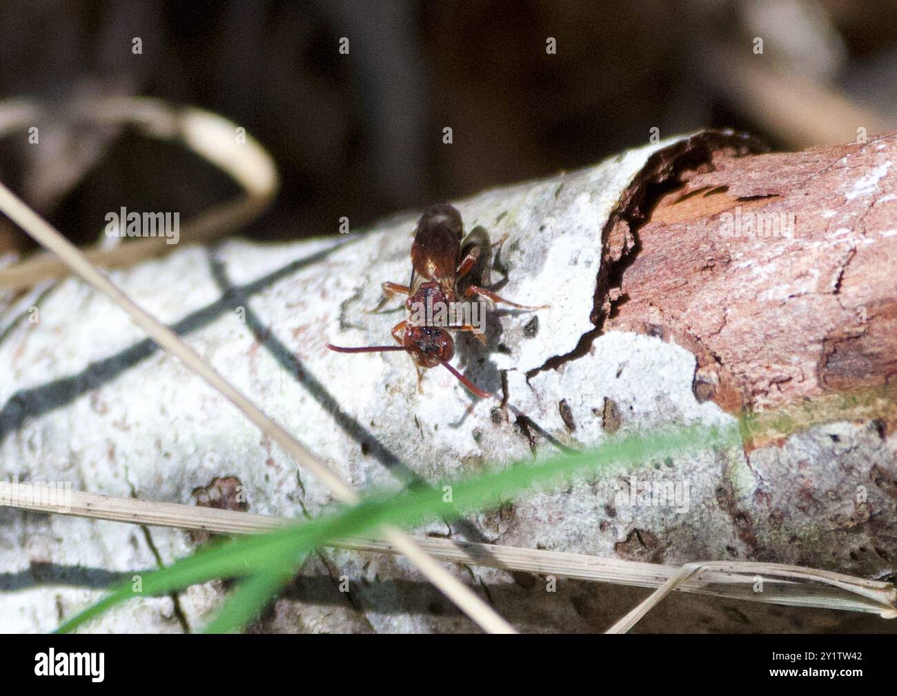 Nomad Bees (Nomada) Insecta Stock Photo - Alamy
