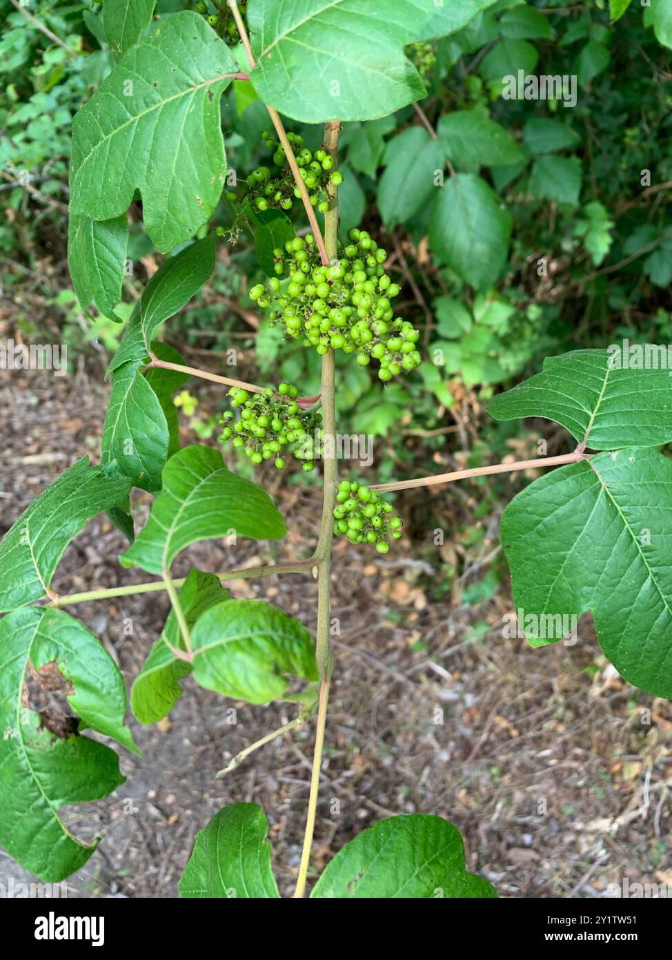 eastern poison ivy (Toxicodendron radicans) Plantae Stock Photo - Alamy