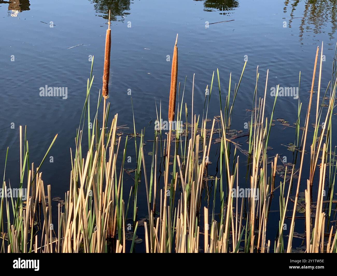 Cattails (Typha) Plantae Stock Photo - Alamy