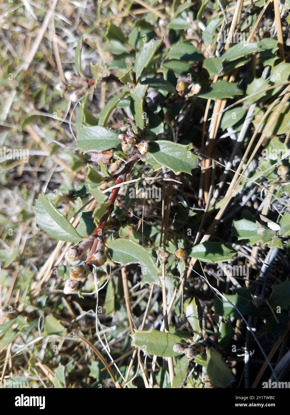 Mahala mat (Ceanothus prostratus) Plantae Stock Photo - Alamy
