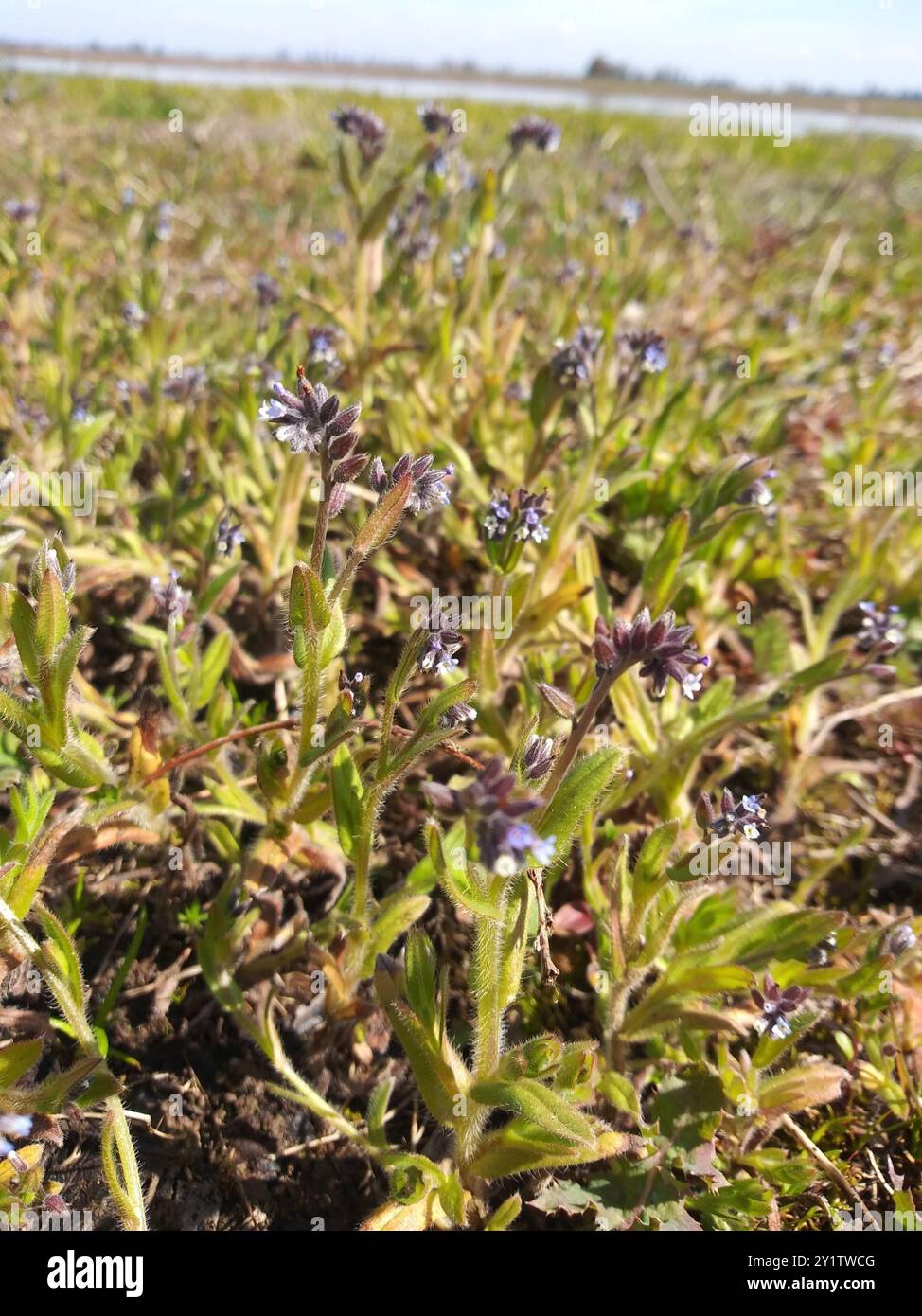 Changing Forget-me-not (Myosotis discolor) Plantae Stock Photo - Alamy