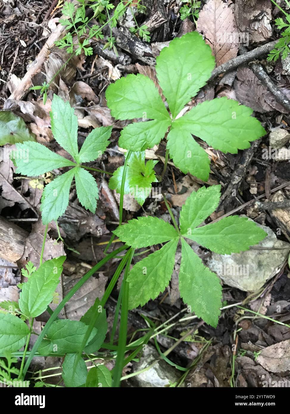 Black Snakeroot (Sanicula canadensis) Plantae Stock Photo - Alamy