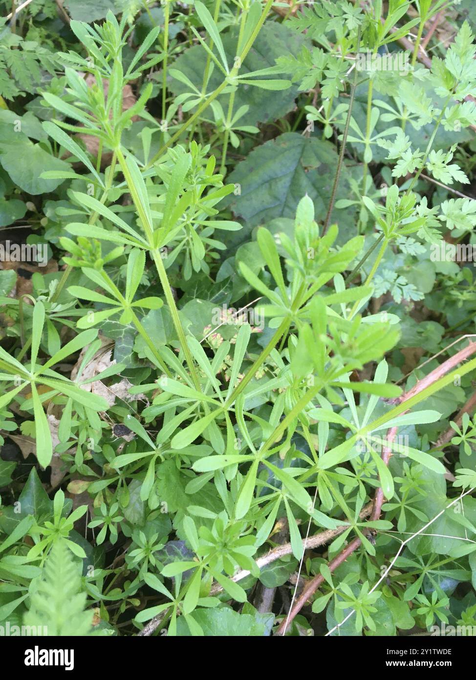catchweed bedstraw (Galium aparine) Plantae Stock Photo - Alamy