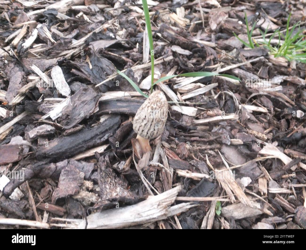 Landscaping Black Morel (Morchella importuna) Fungi Stock Photo - Alamy