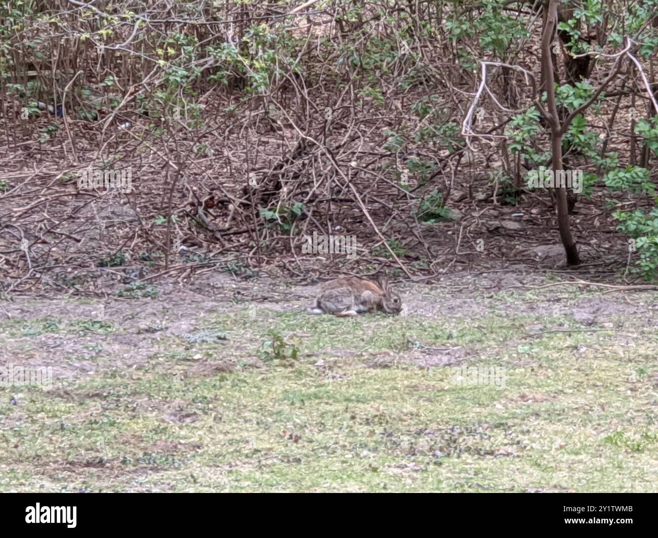 Wild European rabbit (Oryctolagus cuniculus cuniculus) Mammalia Stock ...