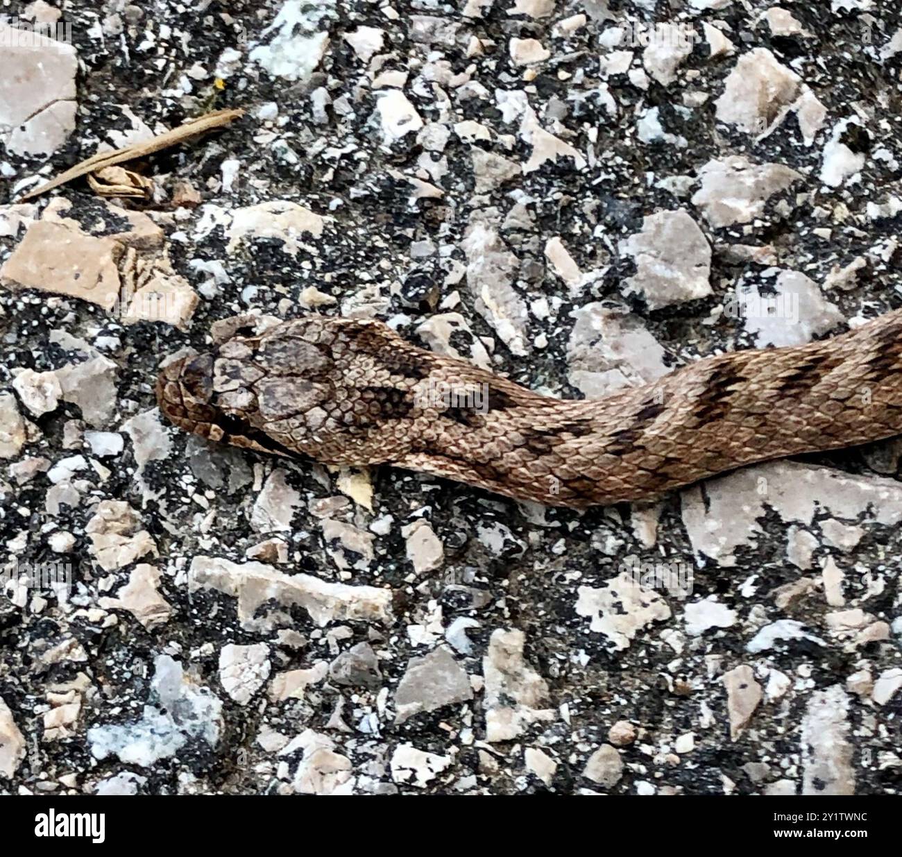 Southern Smooth Snake (Coronella girondica) Reptilia Stock Photo - Alamy