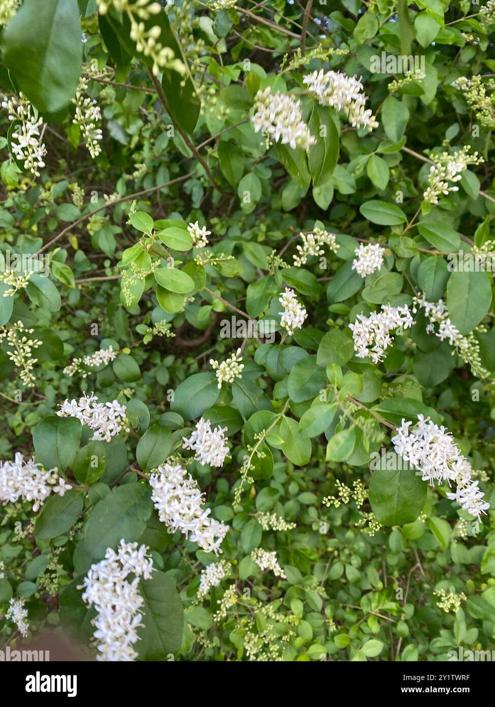 Chinese privet (Ligustrum sinense) Plantae Stock Photo - Alamy