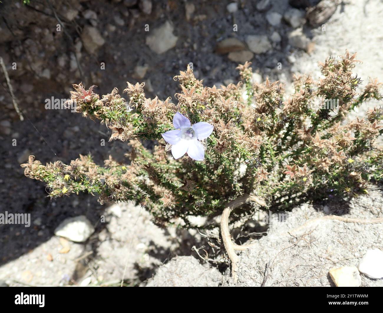 Giant Bell (Roella ciliata) Plantae Stock Photo - Alamy