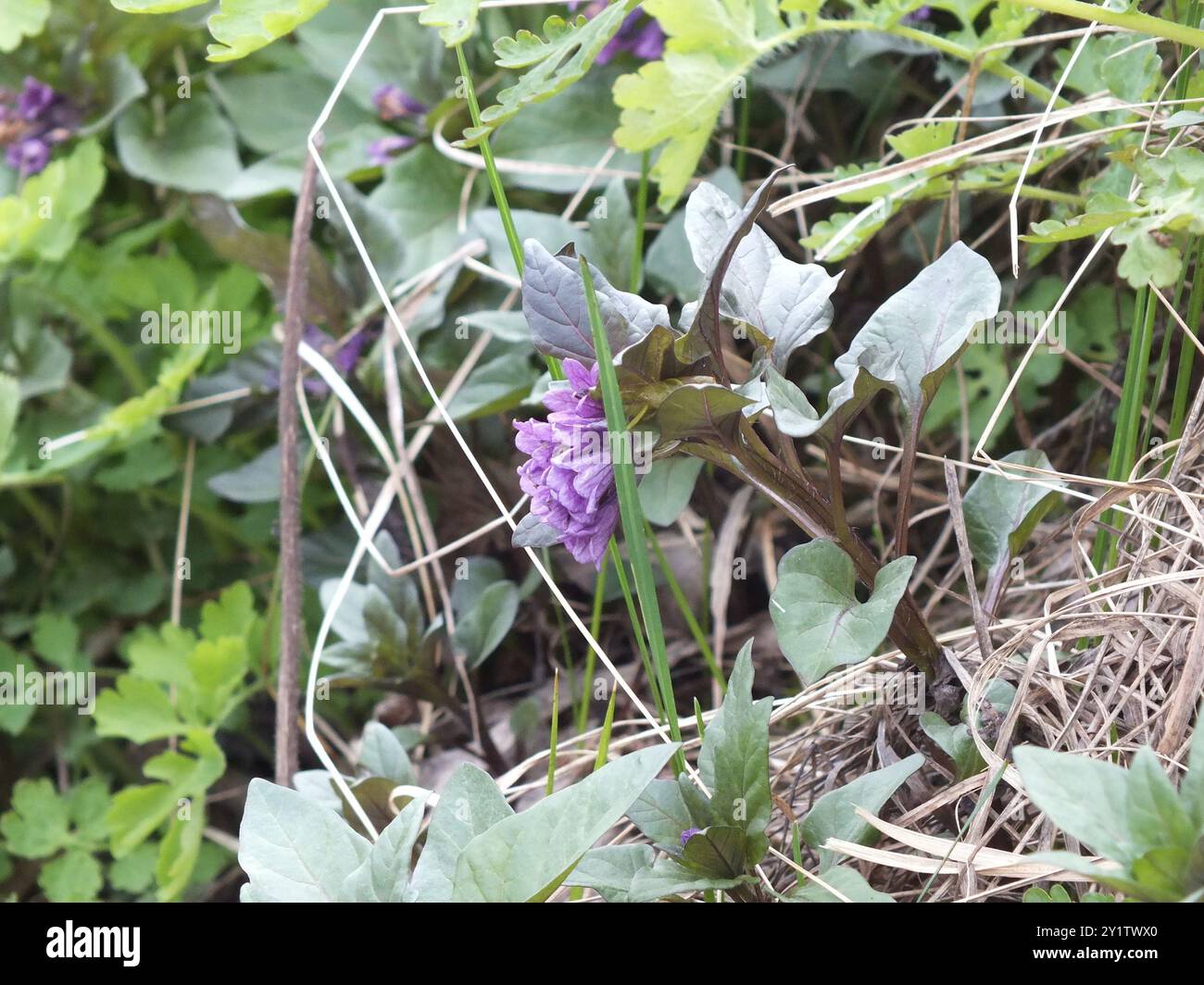Physochlaina physaloides hi-res stock photography and images - Alamy