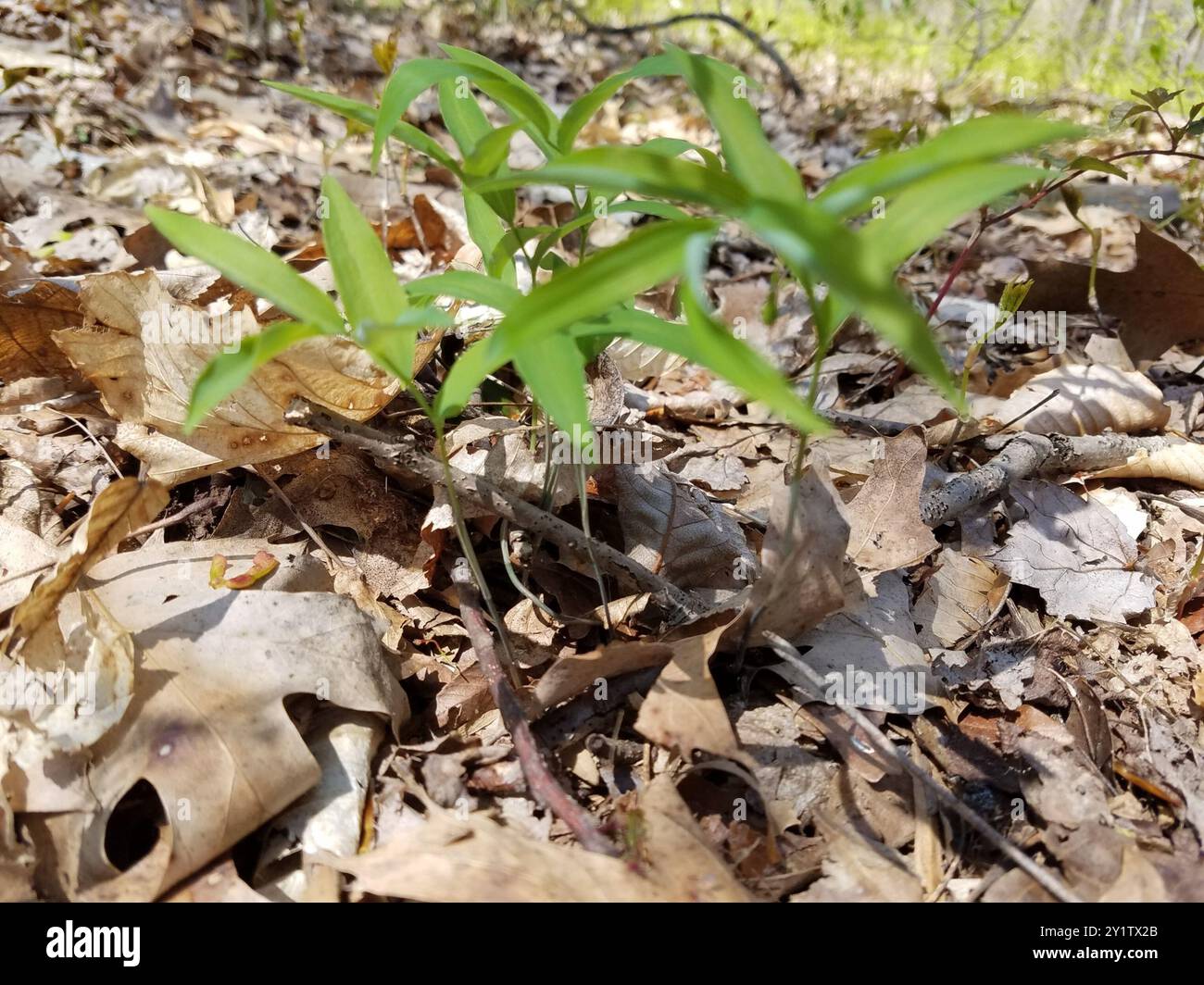 monocots (Liliopsida) Plantae Stock Photo - Alamy