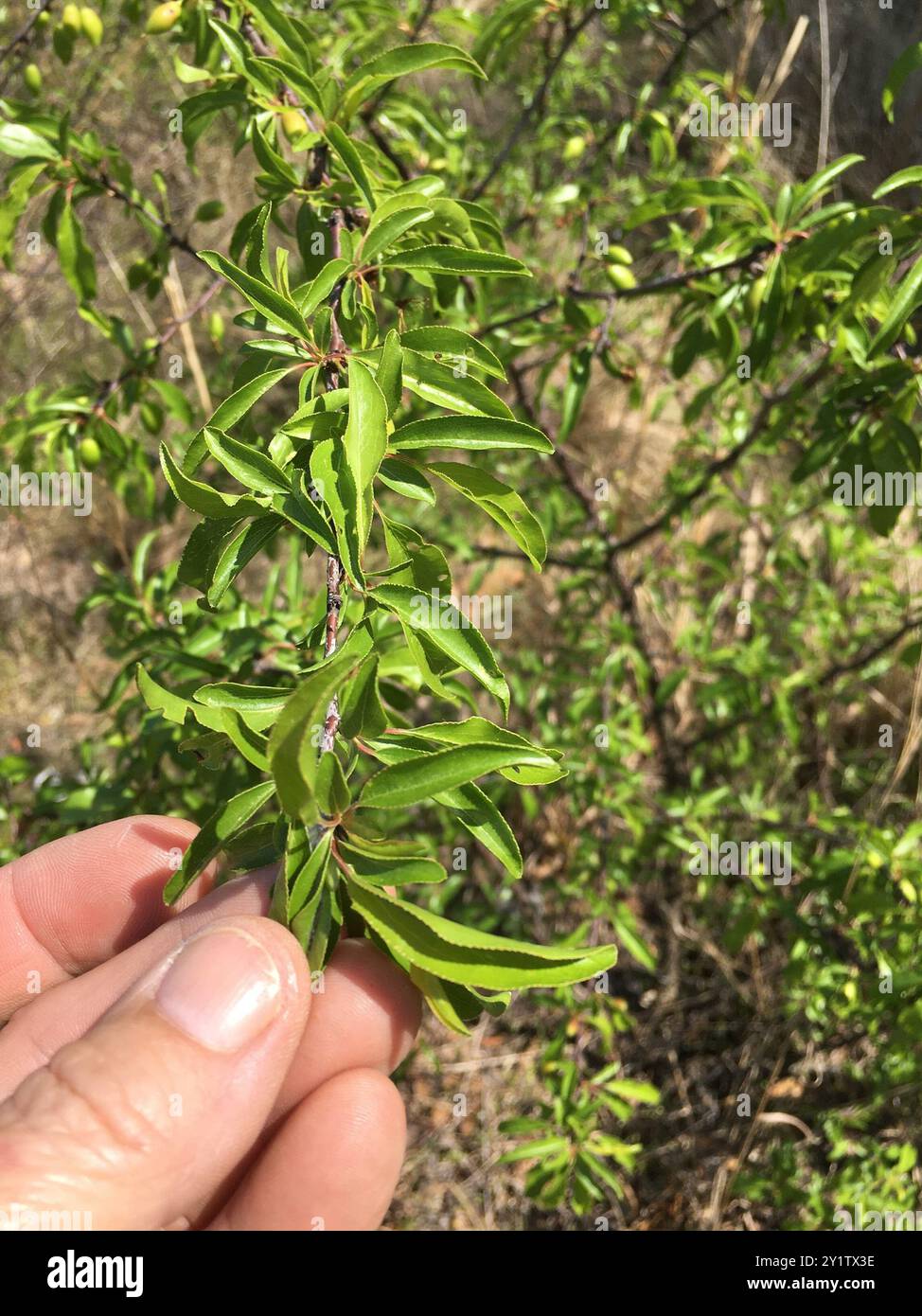 Chickasaw plum (Prunus angustifolia) Plantae Stock Photo - Alamy
