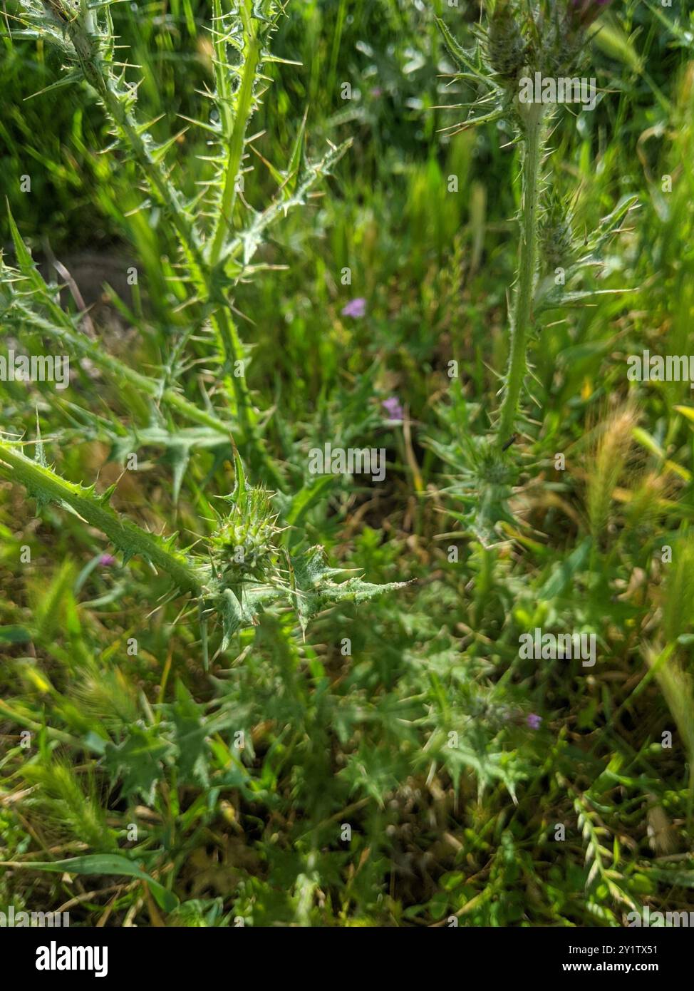 Italian thistle (Carduus pycnocephalus) Plantae Stock Photo - Alamy