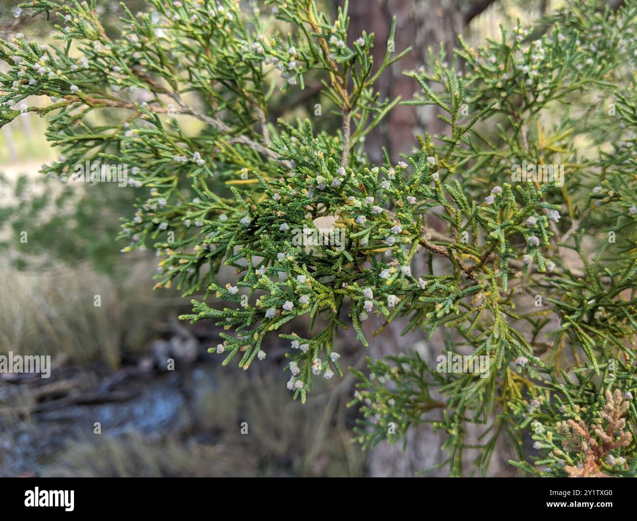 eastern redcedar (Juniperus virginiana) Plantae Stock Photo - Alamy