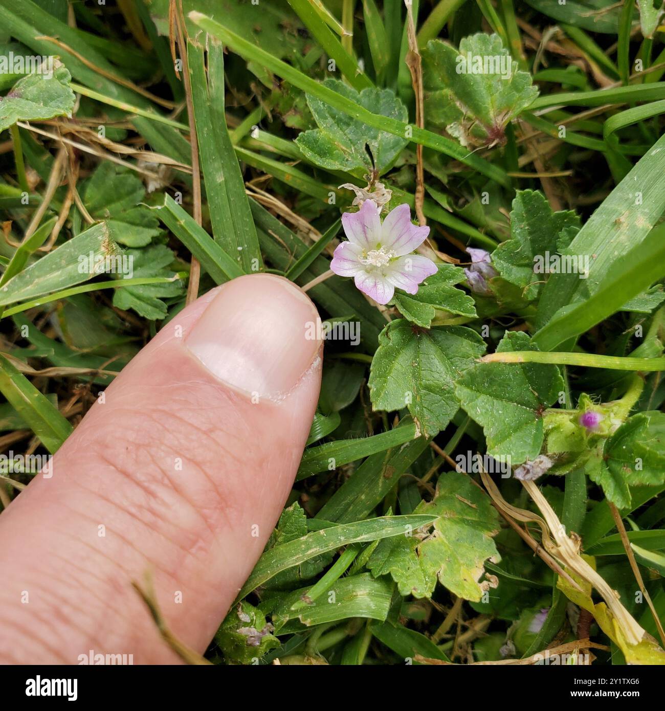 dwarf mallow (Malva neglecta) Plantae Stock Photo - Alamy