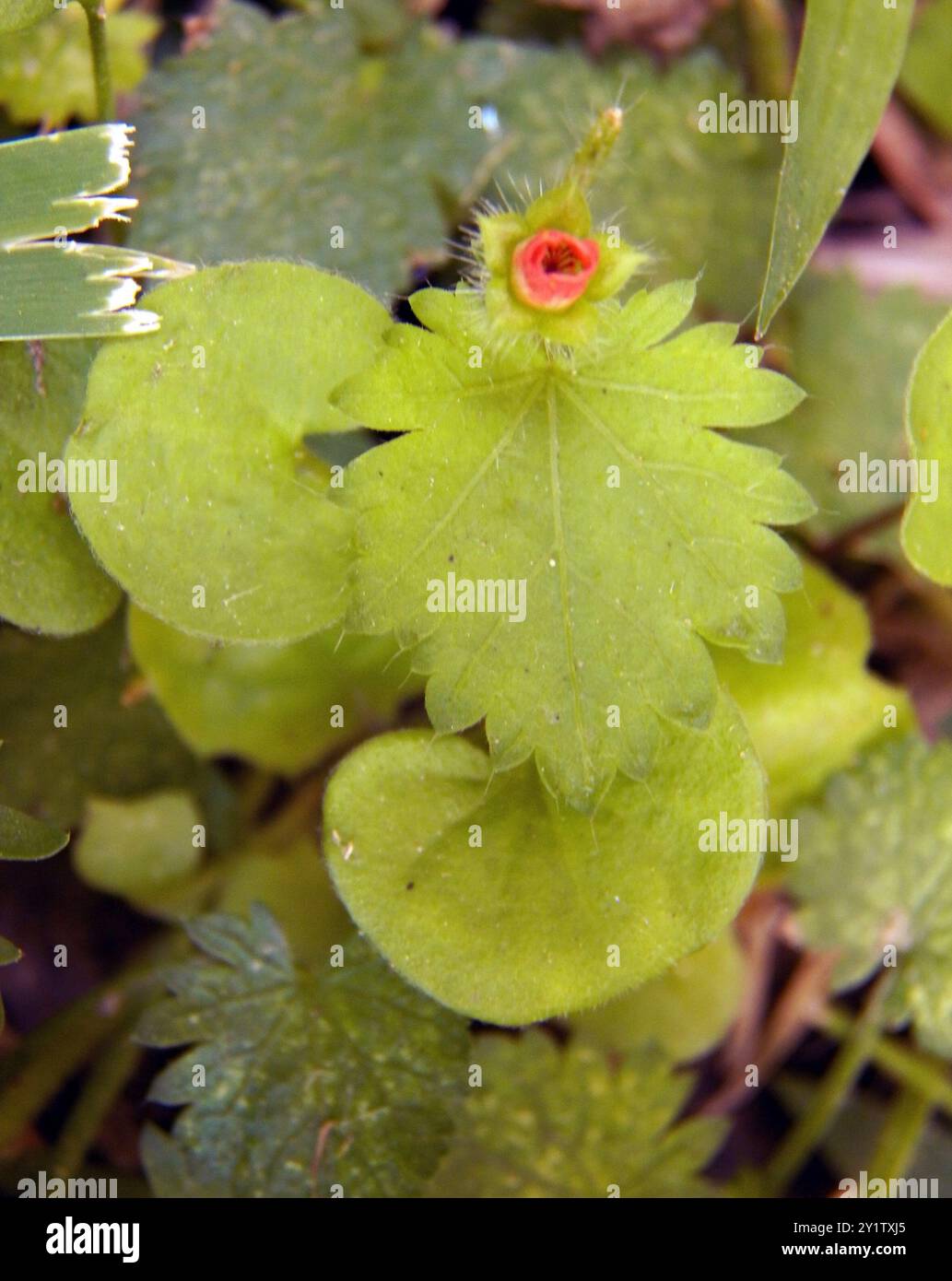 Carolina Bristlemallow (Modiola caroliniana) Plantae Stock Photo - Alamy
