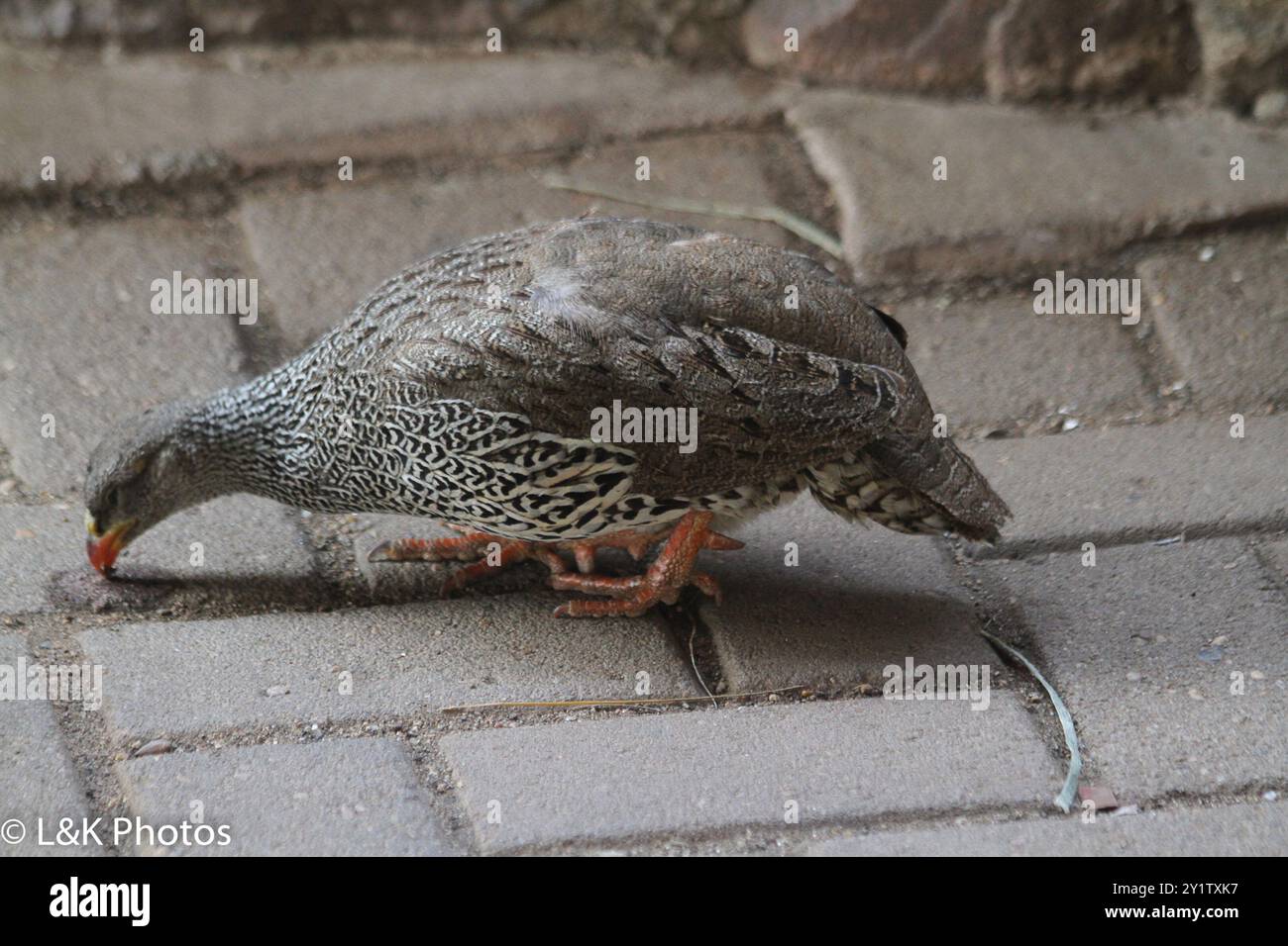 Natal Spurfowl (Pternistis natalensis) Aves Stock Photo - Alamy