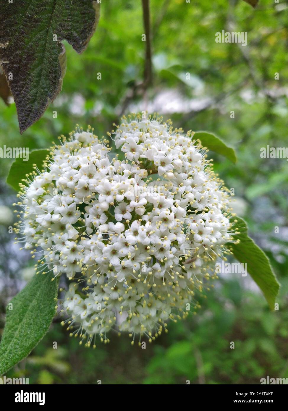 Wayfaring-tree (Viburnum lantana) Plantae Stock Photo - Alamy