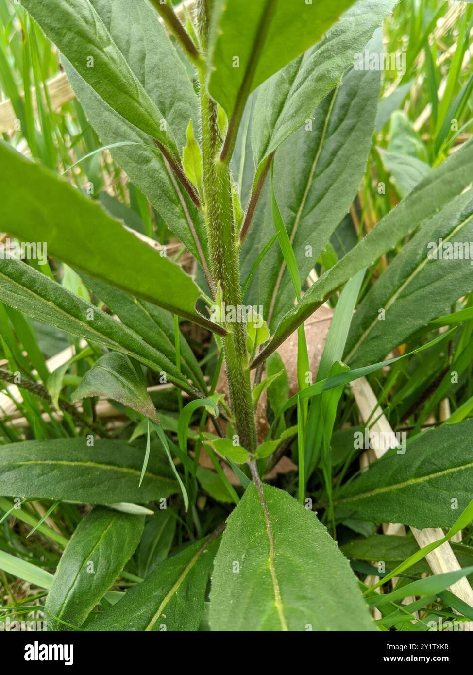 vascular plants (Tracheophyta) Plantae Stock Photo - Alamy