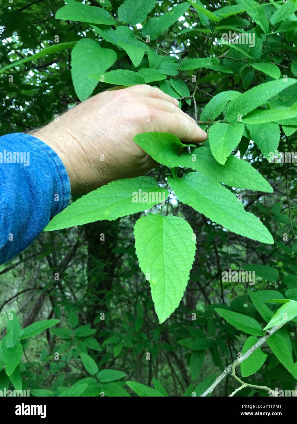 netleaf hackberry (Celtis reticulata) Plantae Stock Photo - Alamy