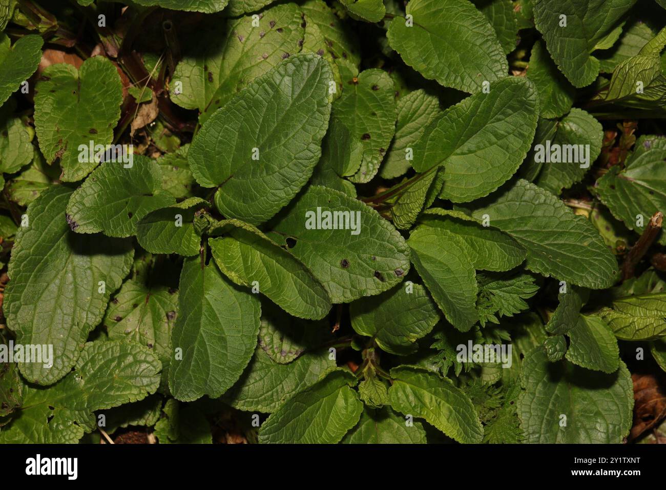 Water Figwort (Scrophularia auriculata) Plantae Stock Photo - Alamy