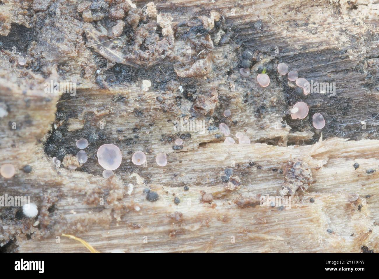 (Orbilia crenatomarginata) Fungi Stock Photo - Alamy