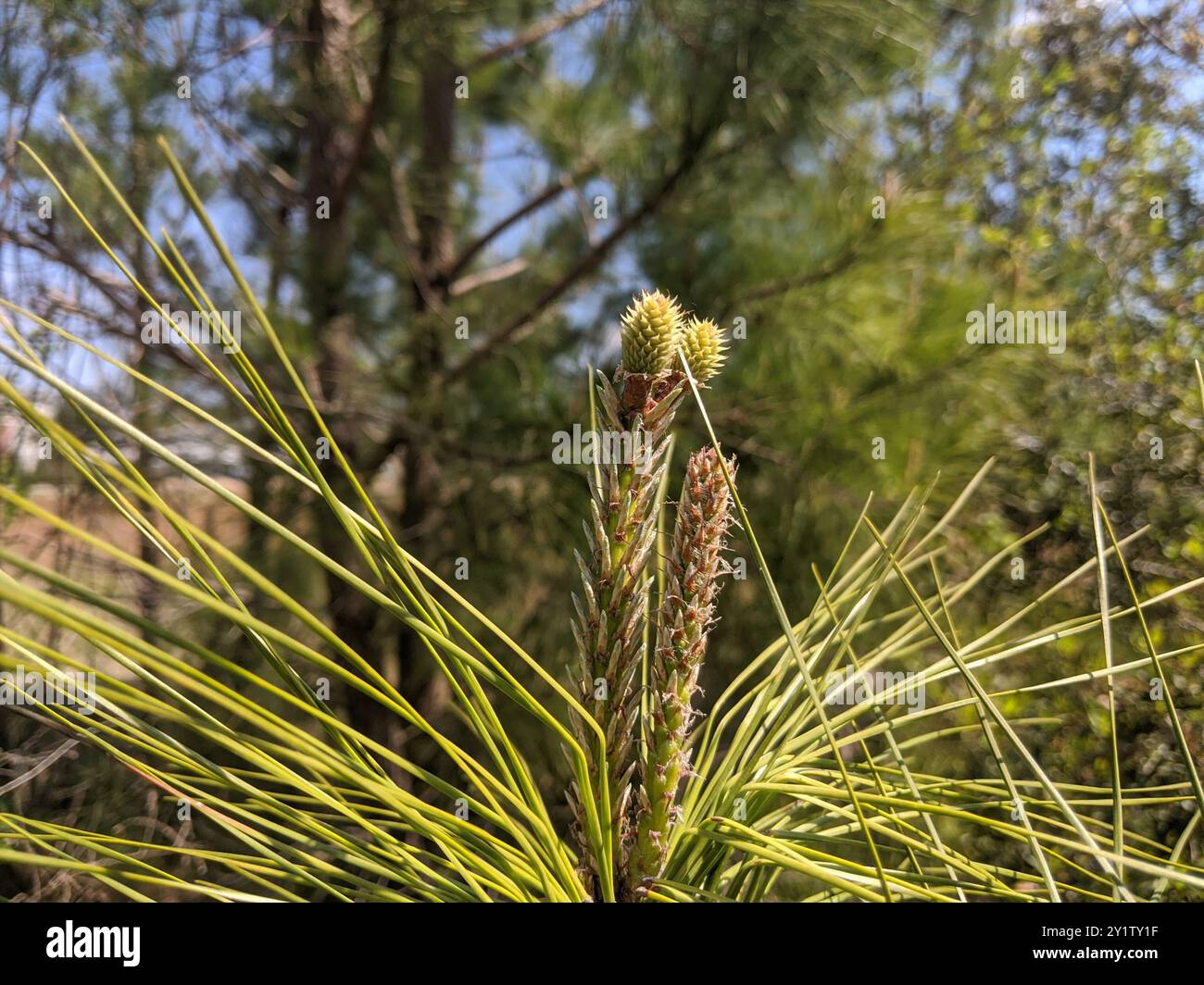 pines (Pinus) Plantae Stock Photo - Alamy