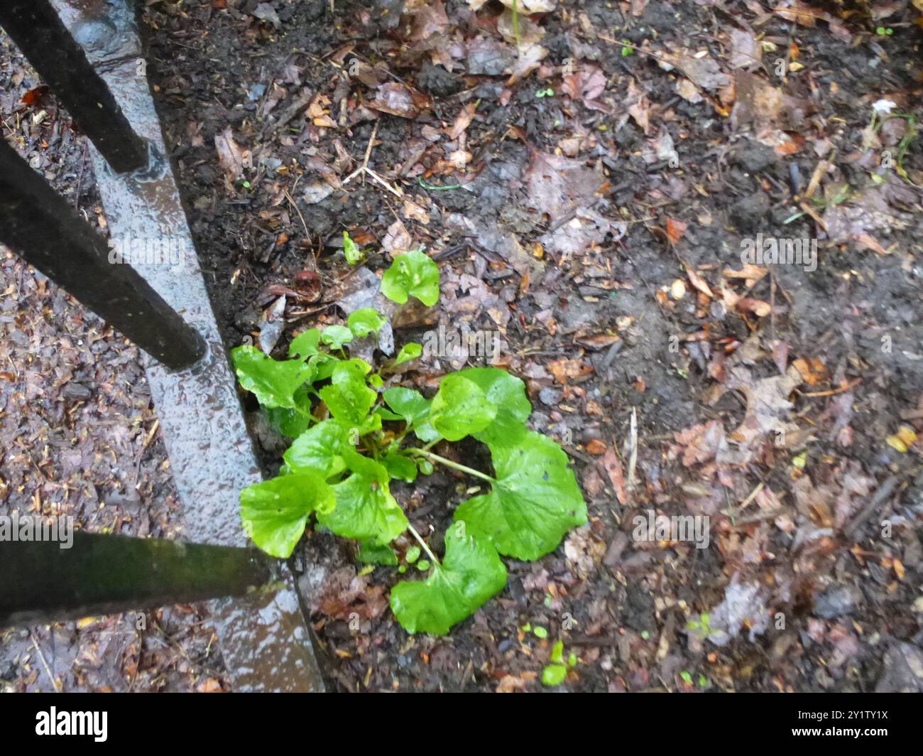 eastern American blue violets (Borealiamericanae) Plantae Stock Photo ...