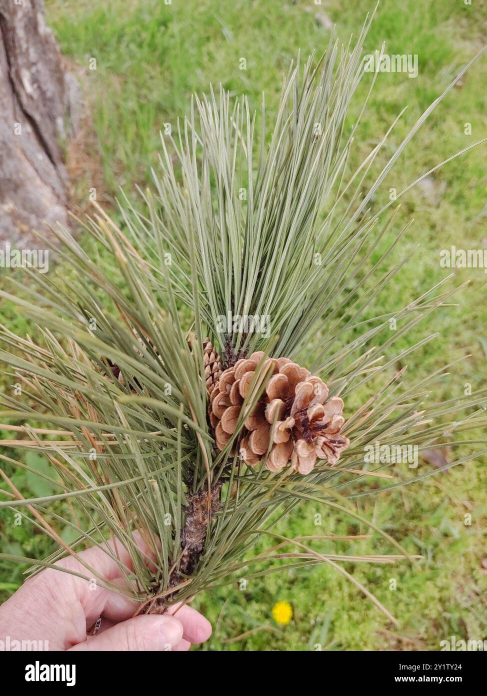 red pine (Pinus resinosa) Plantae Stock Photo - Alamy