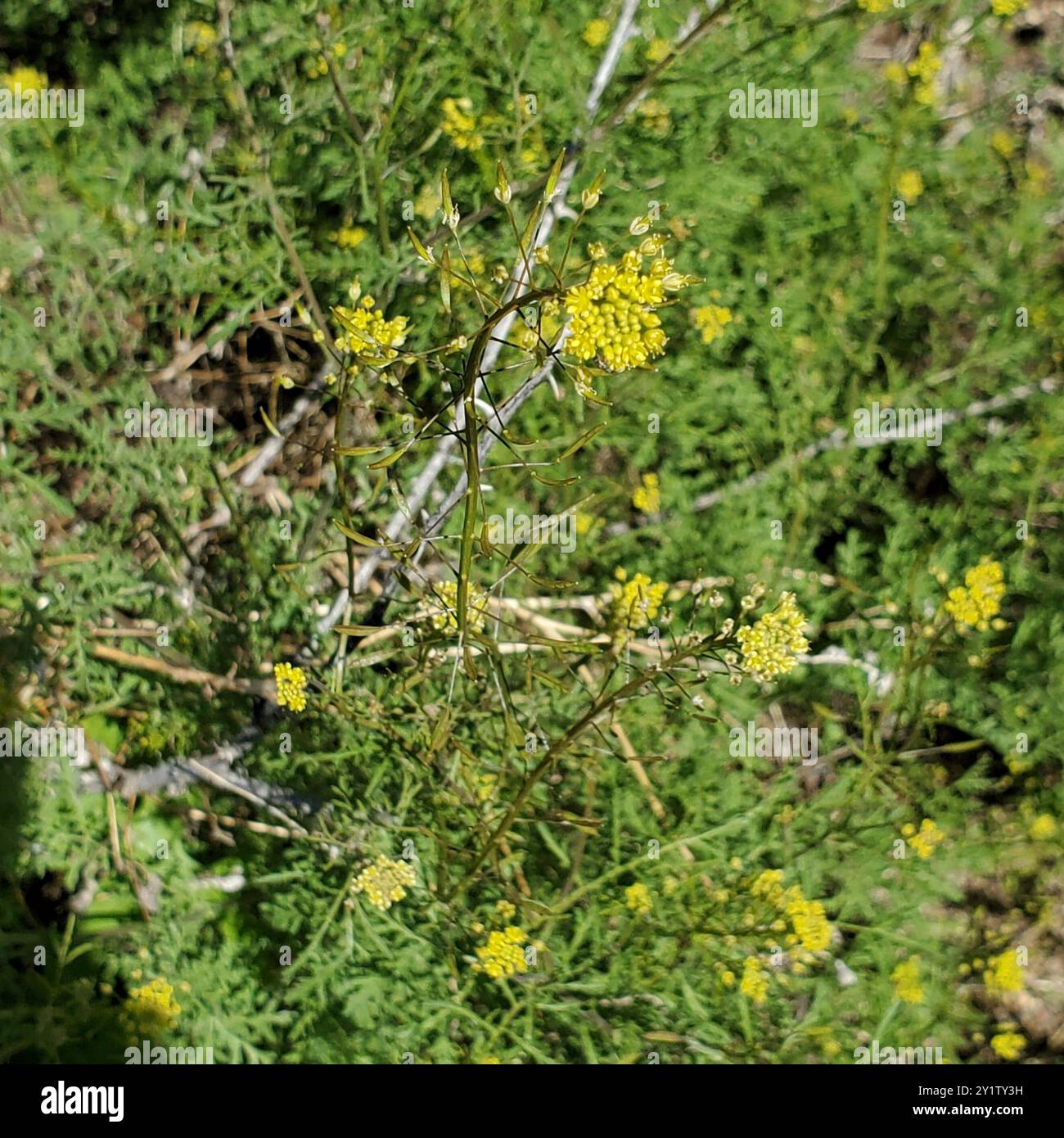 Western Tansymustard (Descurainia pinnata) Plantae Stock Photo - Alamy