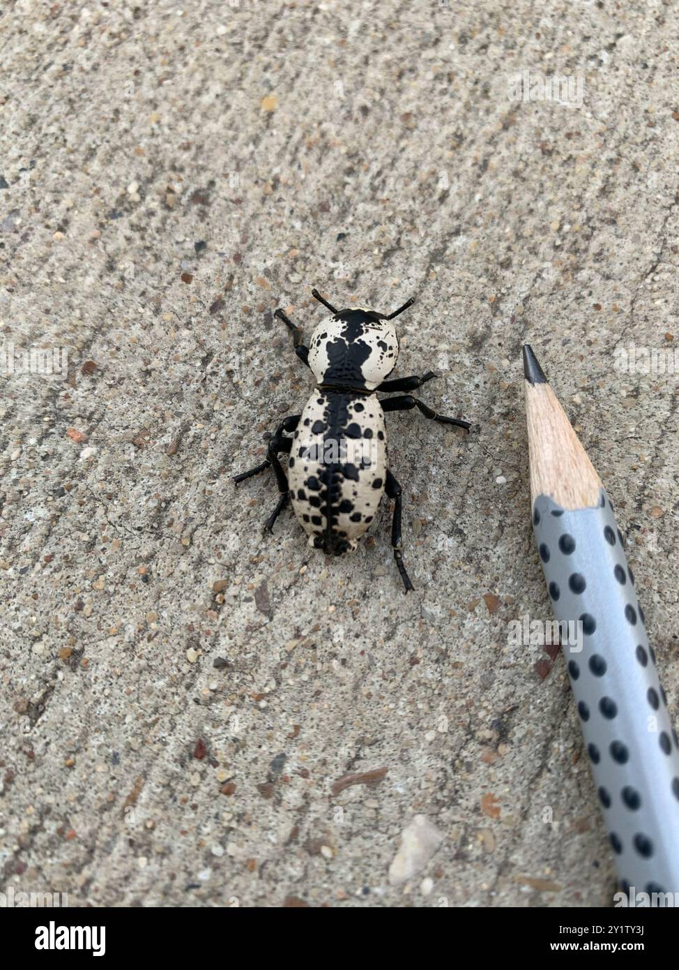 Texas Ironclad Beetle (Zopherus nodulosus haldemani) Insecta Stock ...