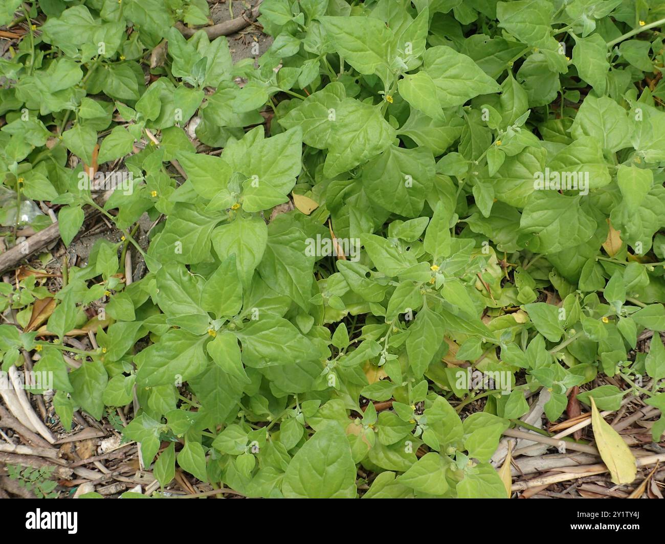 New Zealand Spinach (Tetragonia tetragonoides) Plantae Stock Photo - Alamy