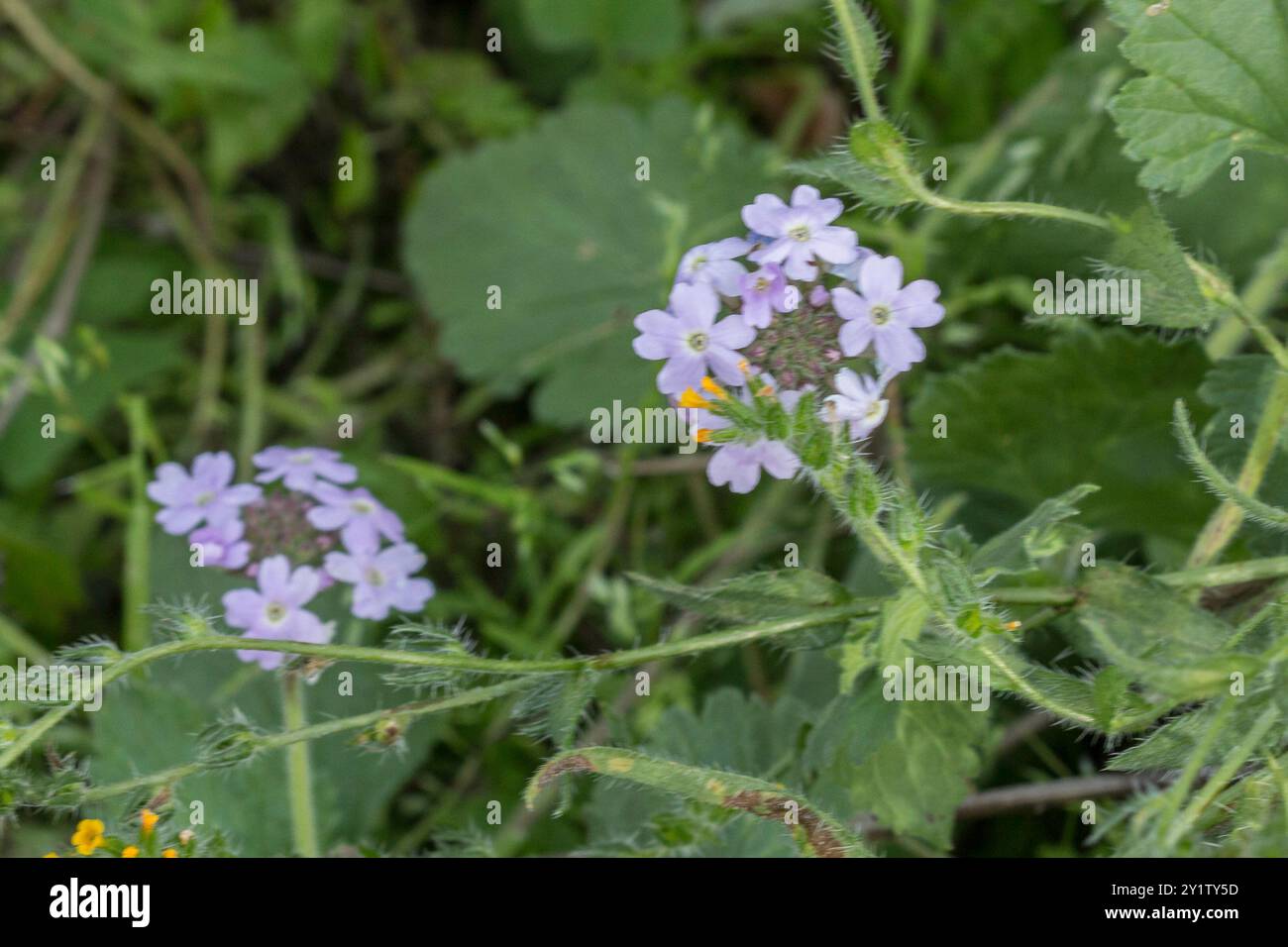 southwestern mock vervain (Glandularia gooddingii) Plantae Stock Photo ...