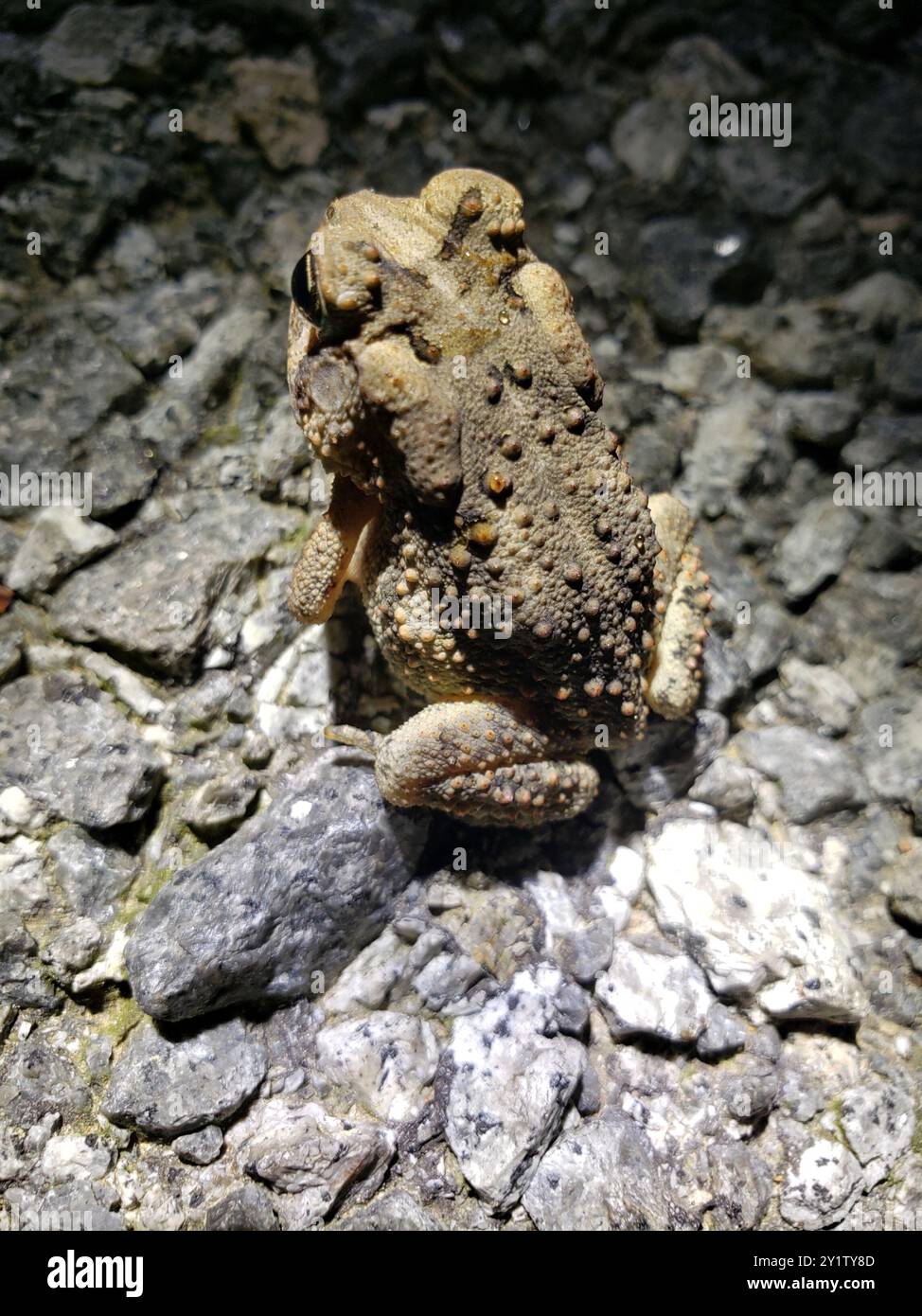 Dwarf American Toad (Anaxyrus americanus charlesmithi) Amphibia Stock ...