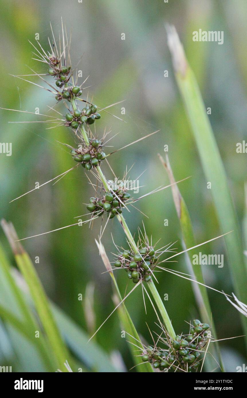 Spiny-headed Mat-rush (Lomandra longifolia) Plantae Stock Photo - Alamy
