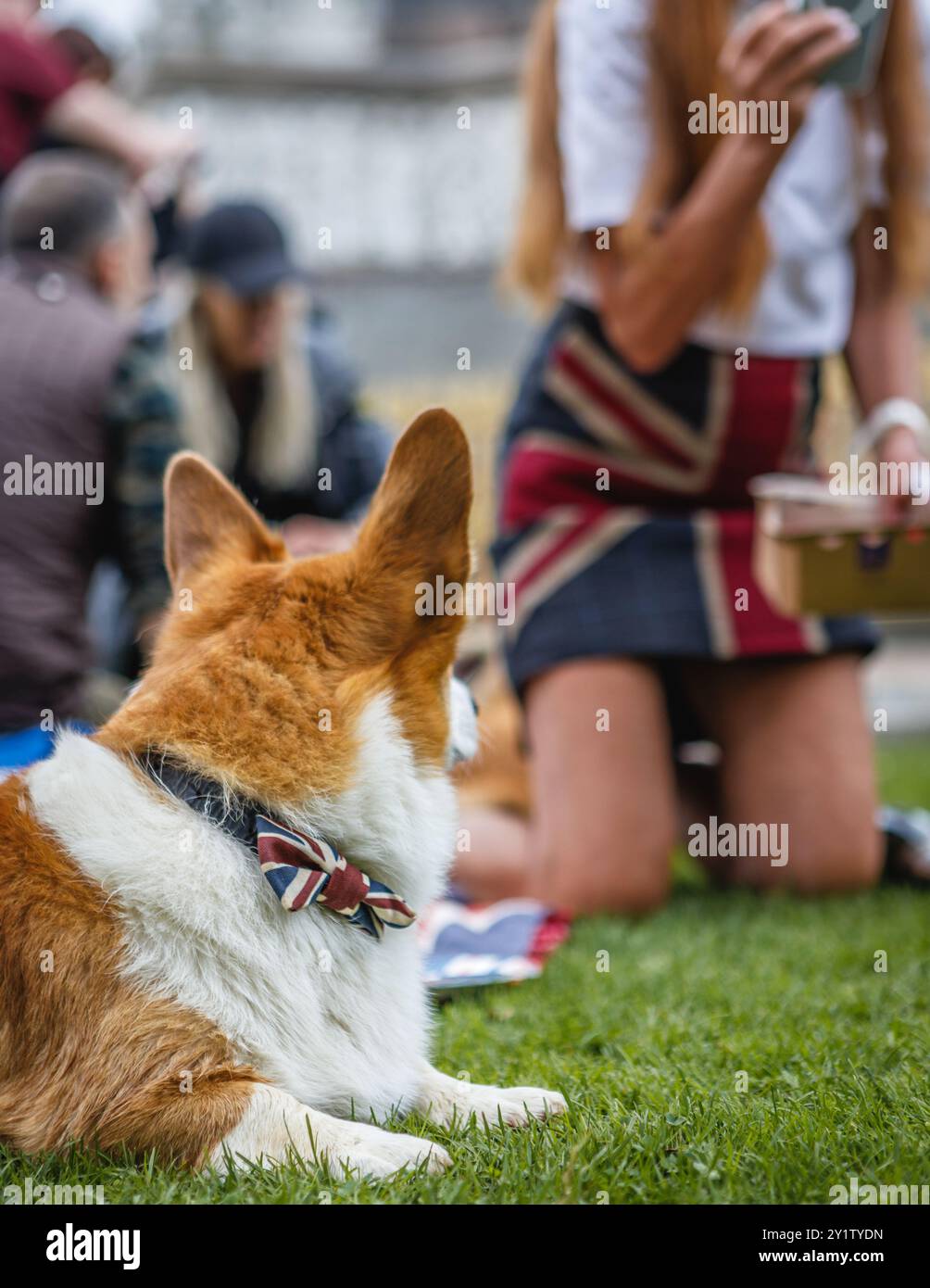 A corgi wearing a union flag bow-tie poses with a lady wearing a ...