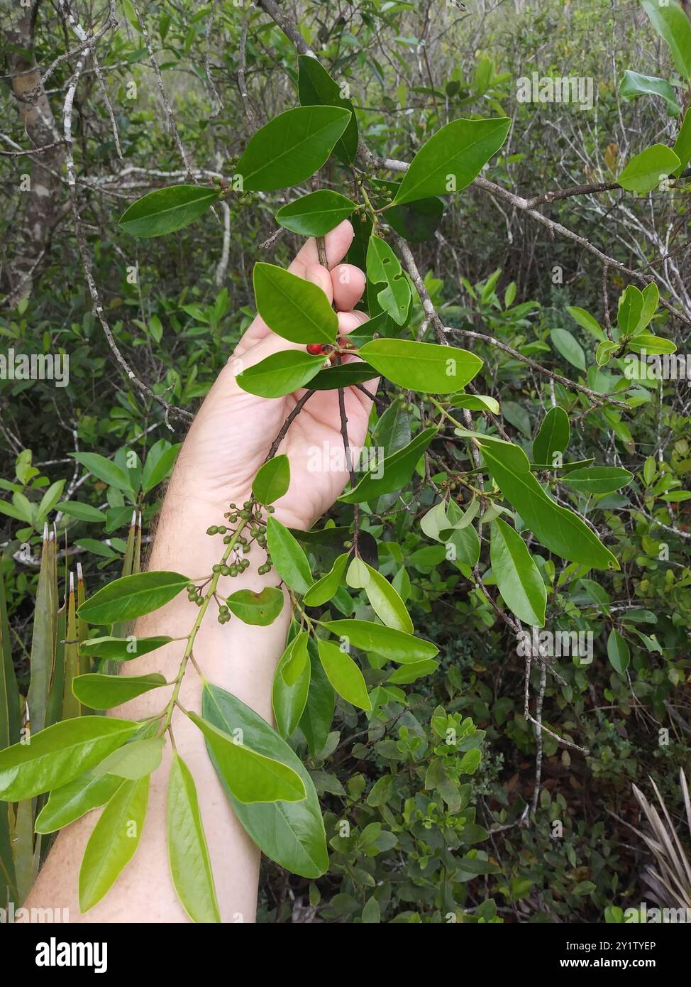 dahoon holly (Ilex cassine) Plantae Stock Photo - Alamy
