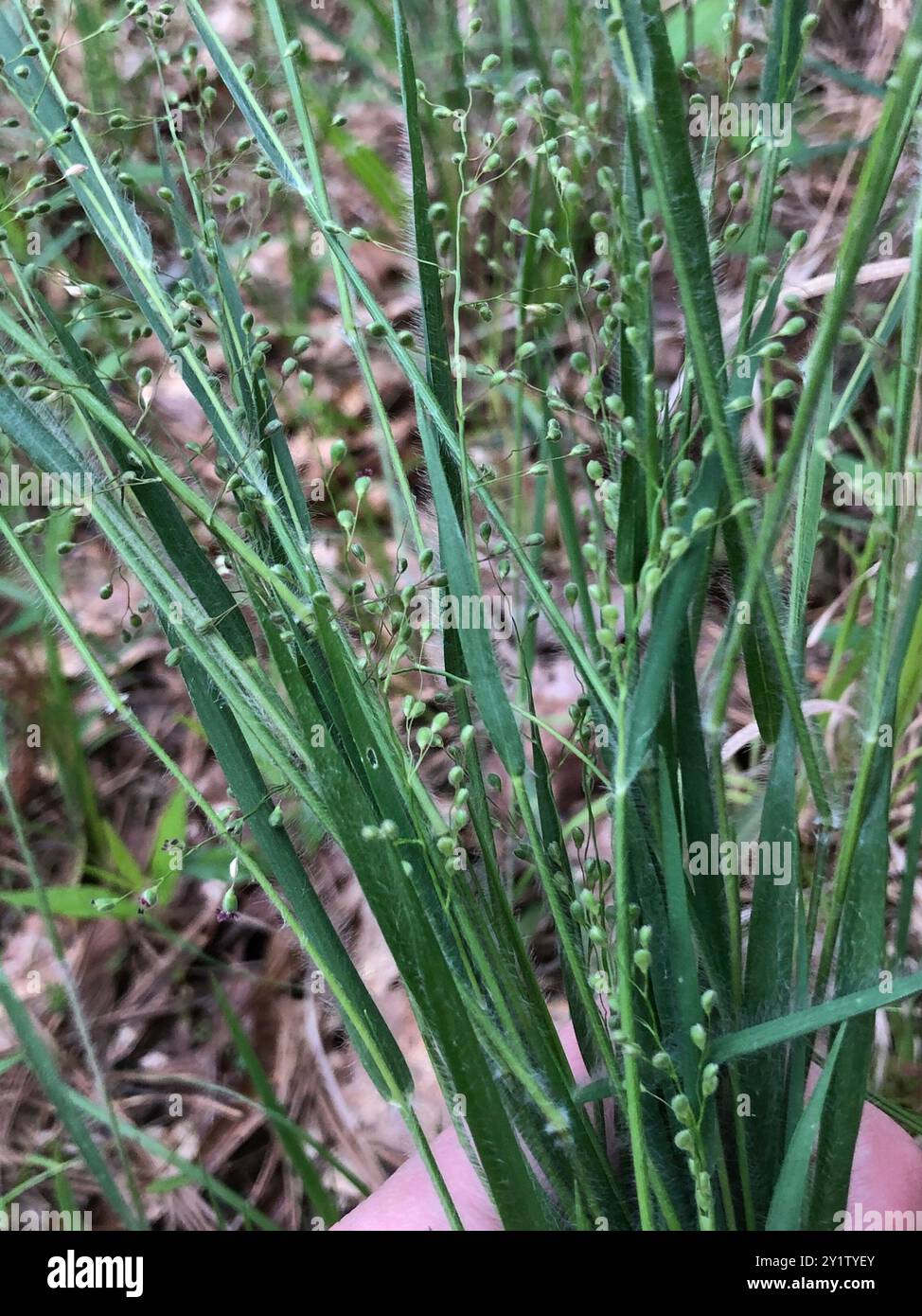 Blood Panicgrass (Dichanthelium consanguineum) Plantae Stock Photo - Alamy
