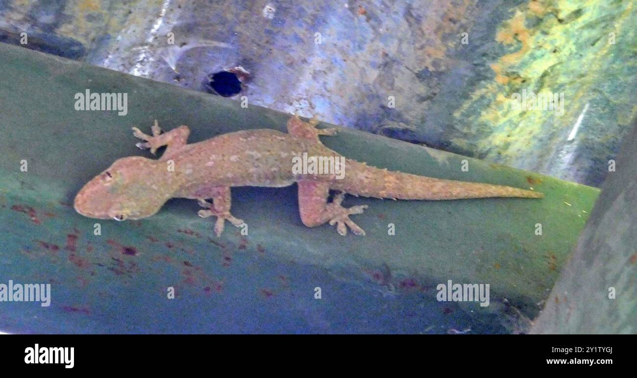 Asian House Gecko (Hemidactylus frenatus) Reptilia Stock Photo - Alamy