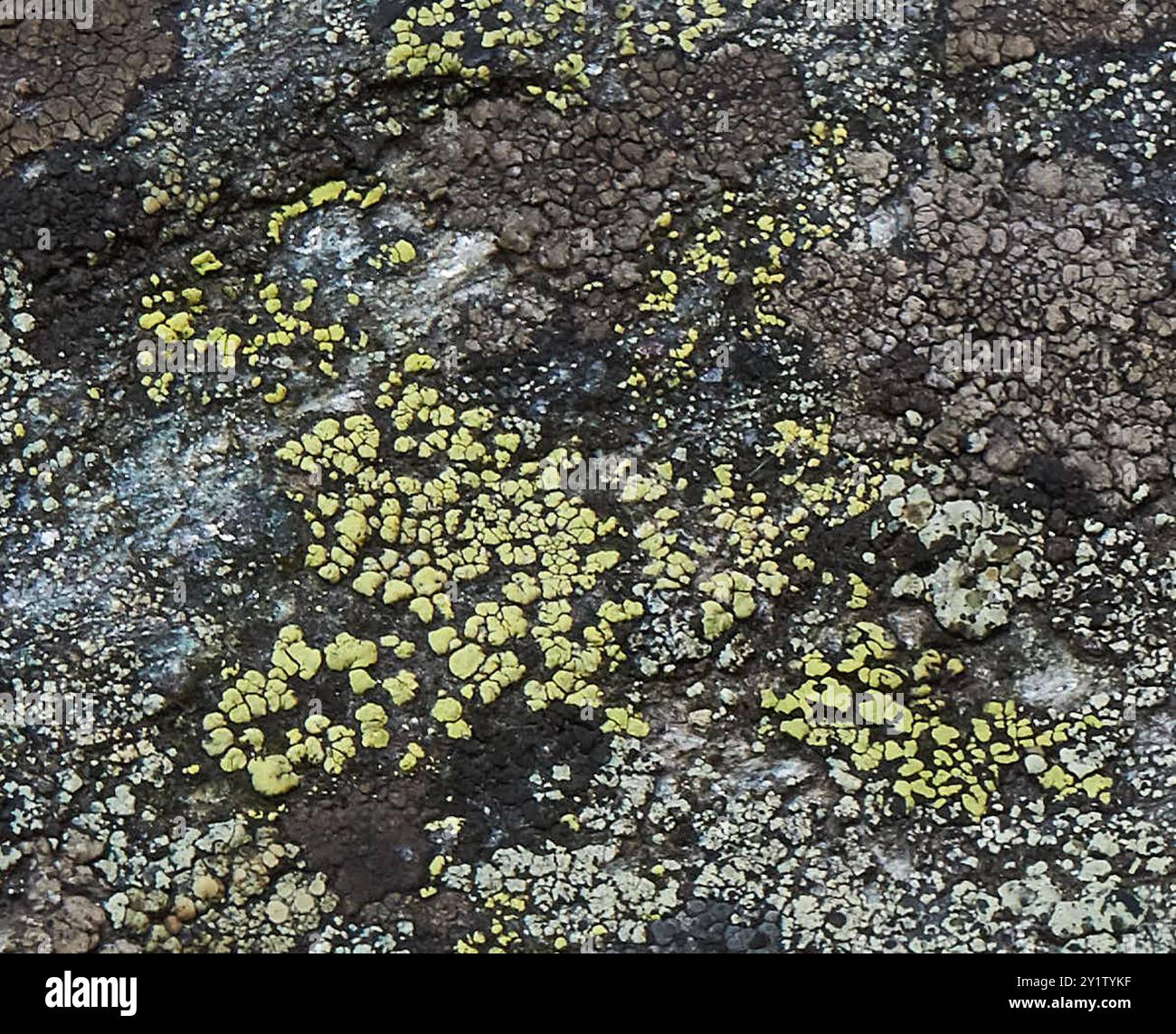 yellow map lichen (Rhizocarpon geographicum) Fungi Stock Photo - Alamy