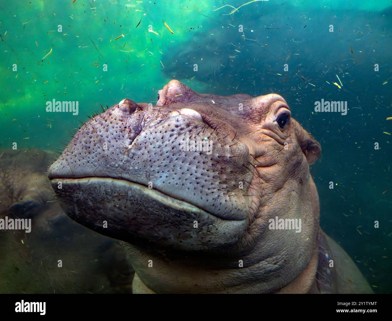 hippopotamus underwater hippo swimming close up looking at you Stock ...