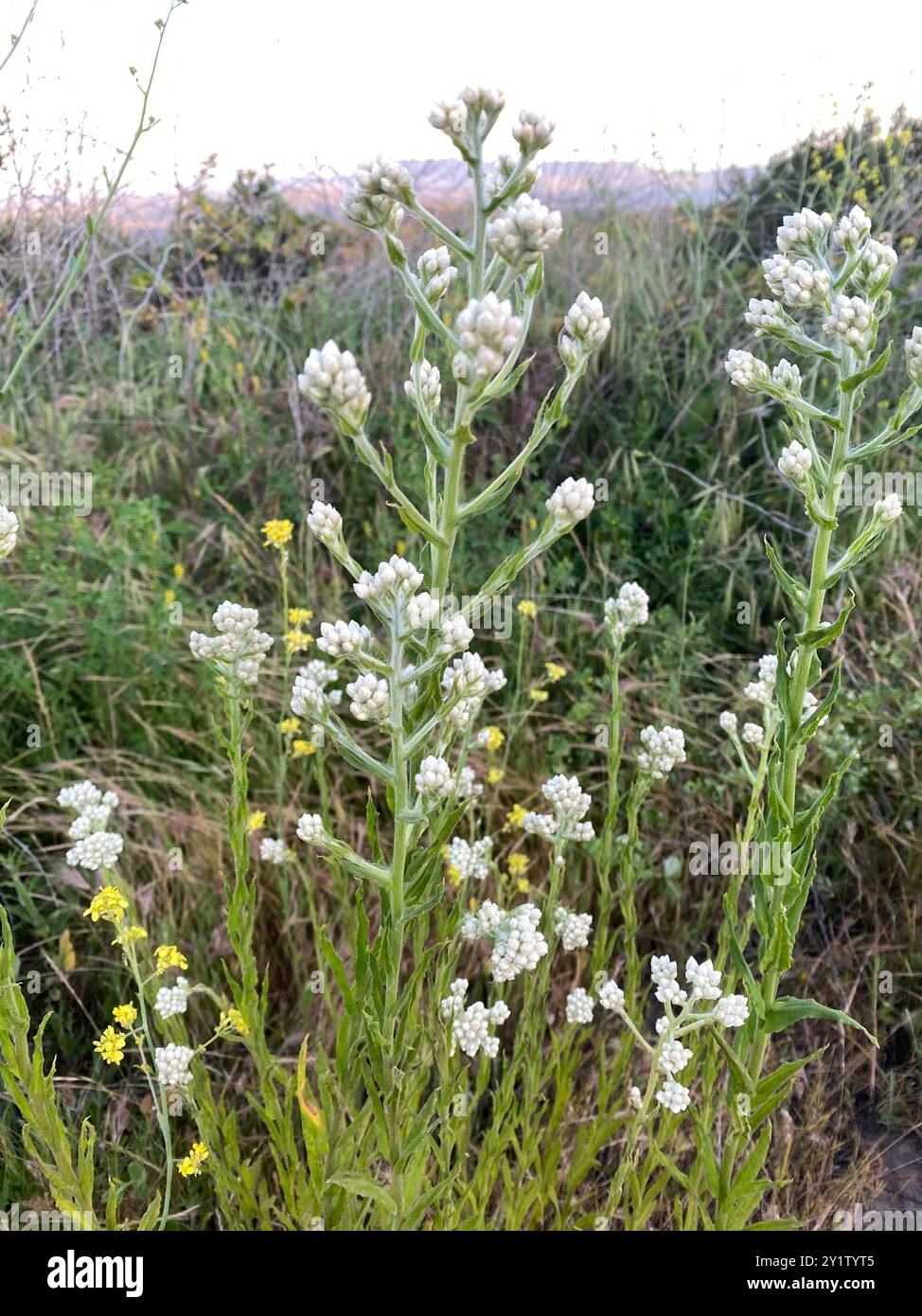 California cudweed (Pseudognaphalium californicum) Plantae Stock Photo ...