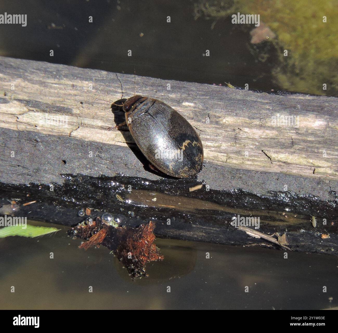 Small Flat Diving Beetles (Acilius) Insecta Stock Photo - Alamy